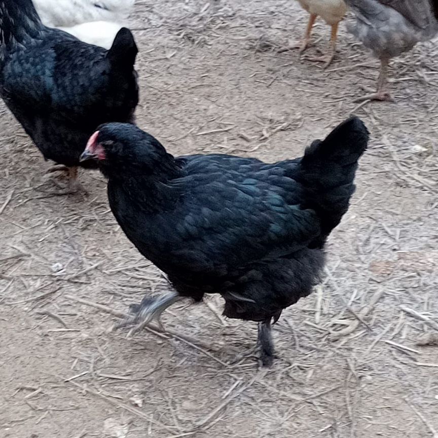 Молодые петухи