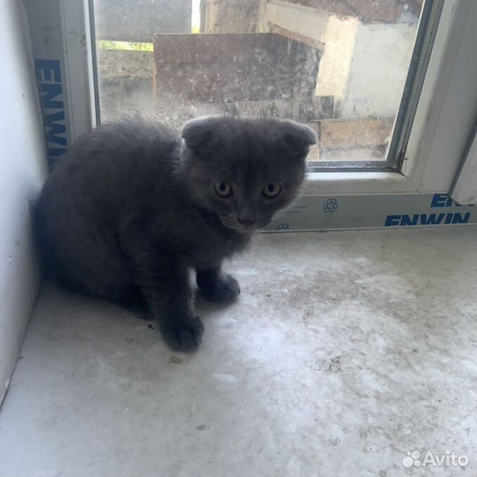 1 вислоухий,2 хотенка обычной породы