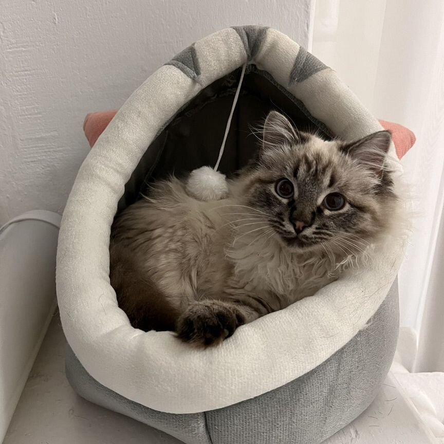 Кошка невская маскарадная