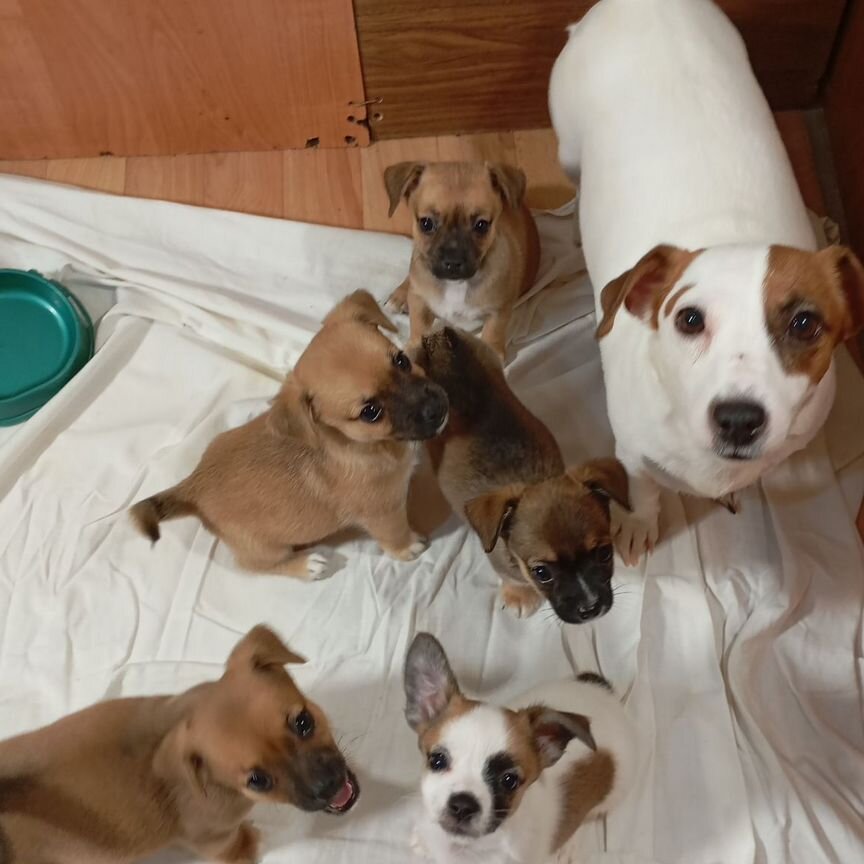 Джек-рассел-терьер, щенок