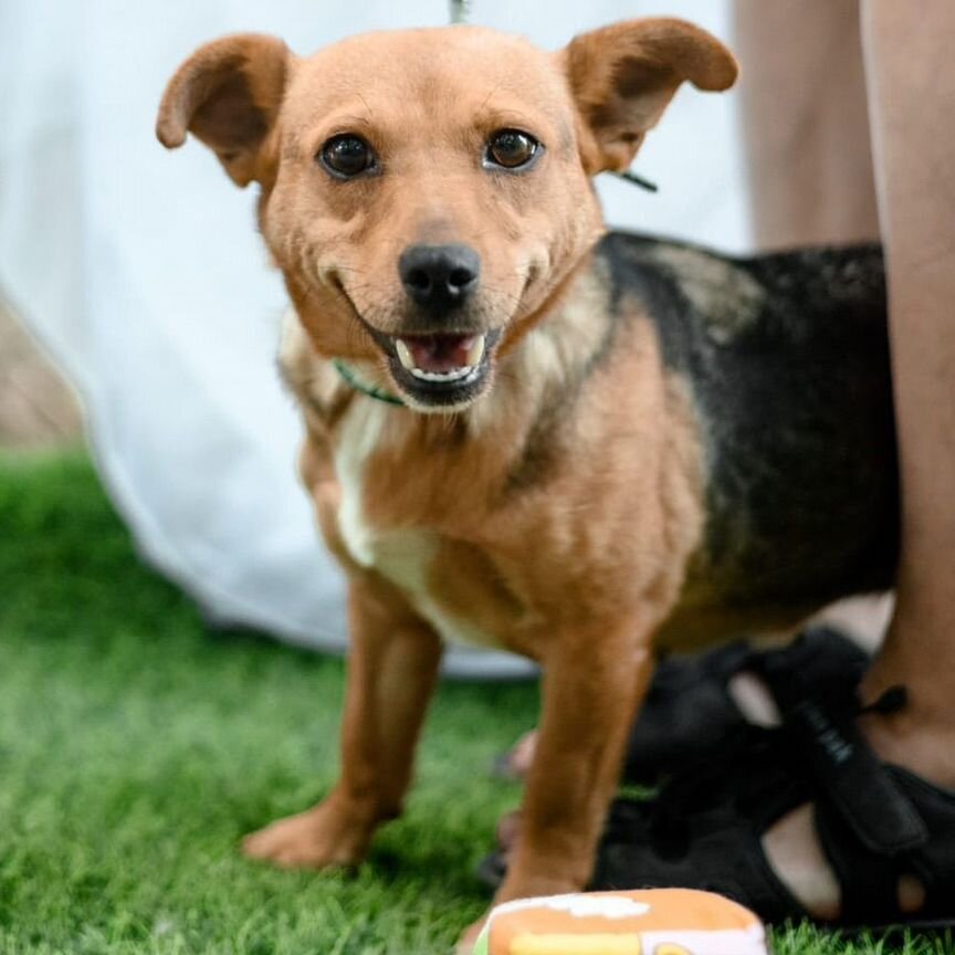 Взрослая собака в добрые руки