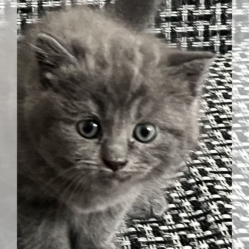 Шотландский вислоухий короткошёрстный котёнок