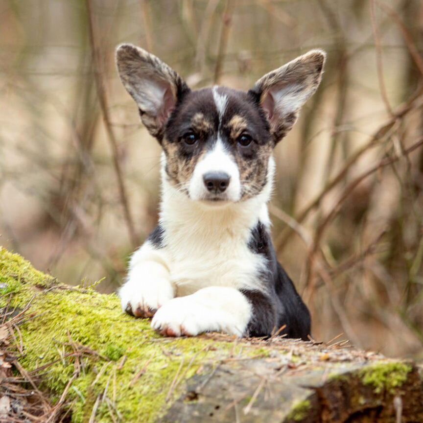 Щенок корги