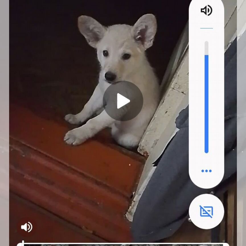 Австралийская овчарка, щенок