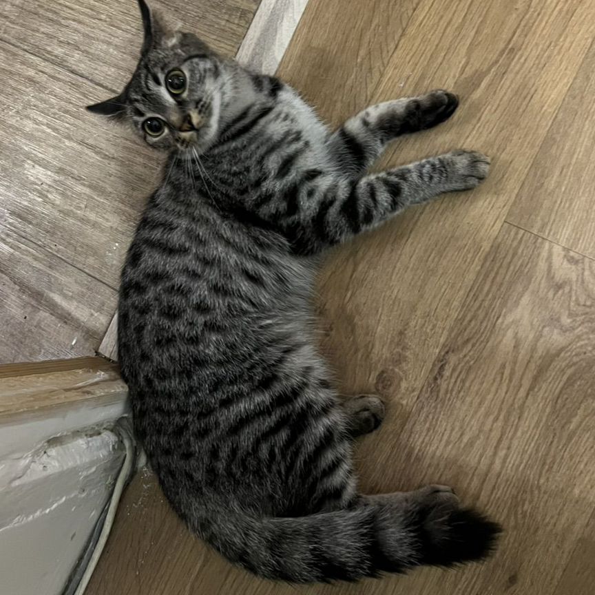 Кошка ждет кота