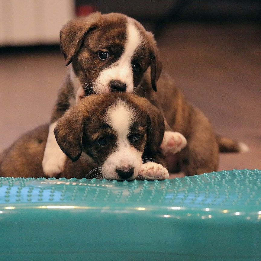 Вельш-корги кардиган