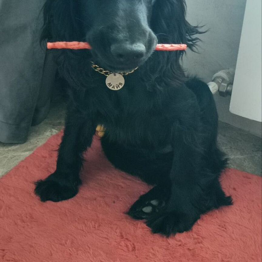 Собака в добрые руки щенок