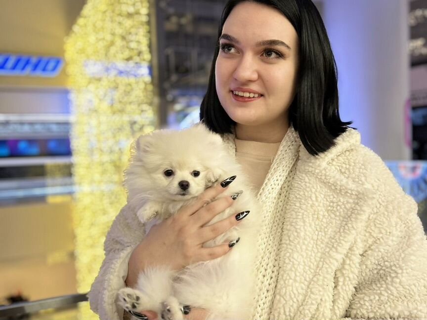 Щенки шпица, померанский, минишпиц