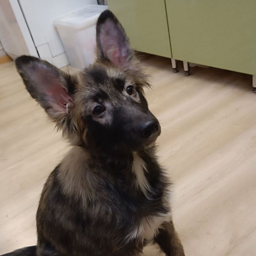 Мама овчарка, папа хаски