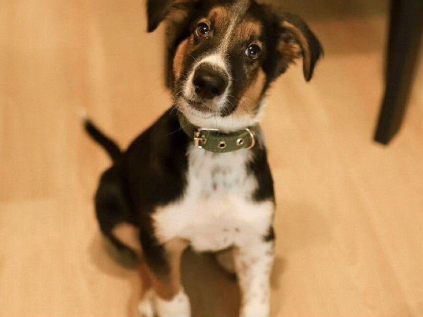 Щенок кобель в добрые руки