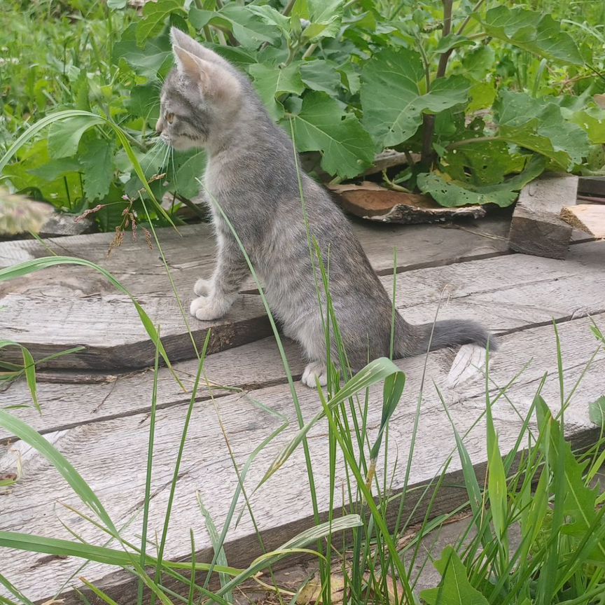 Кошечка