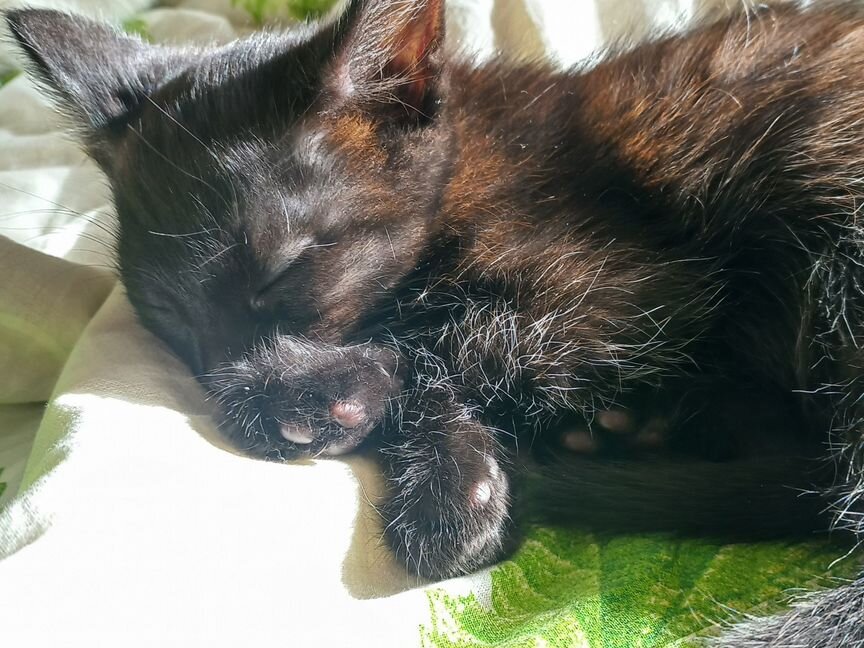 Очень смешной кот