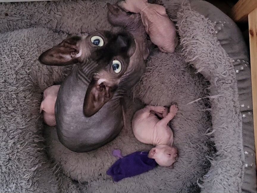 Канадский сфинкс котенок