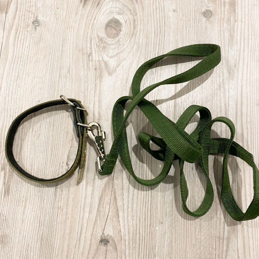 Ошейник и поводок