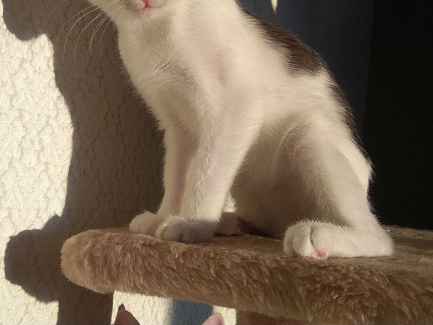 Котенок мальчик крысылов