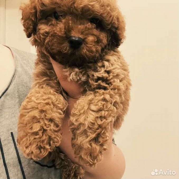 Мальтипу няшка