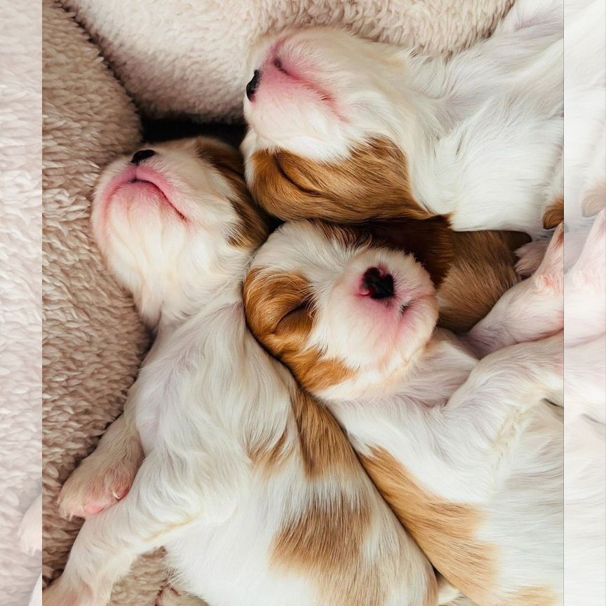 Кавалер кинг-чарльз-спаниель, щенок