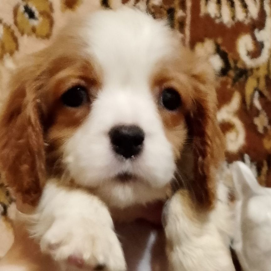 Кавалер кинг-чарльз-спаниель, щенок