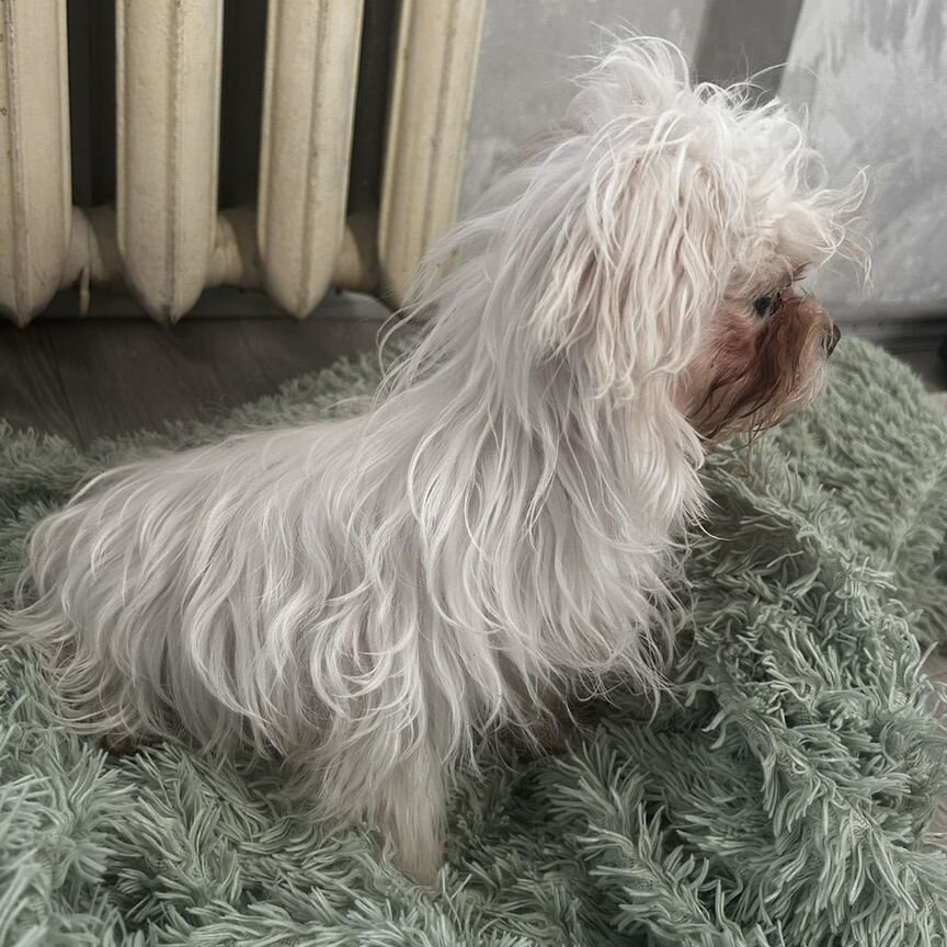 Мальтийская болонка мальчик