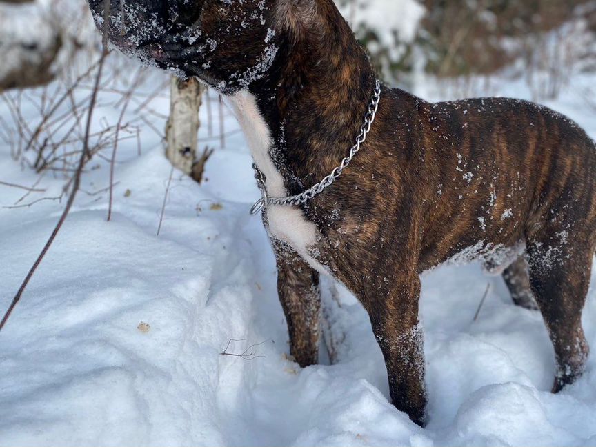 Вязка Американский Стаффордширский терьер