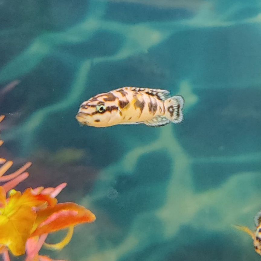 Рыбки Юлидохромис