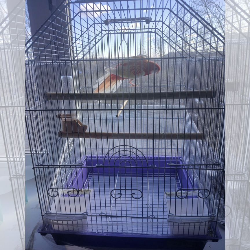 Продам попугая породы " Розелла"