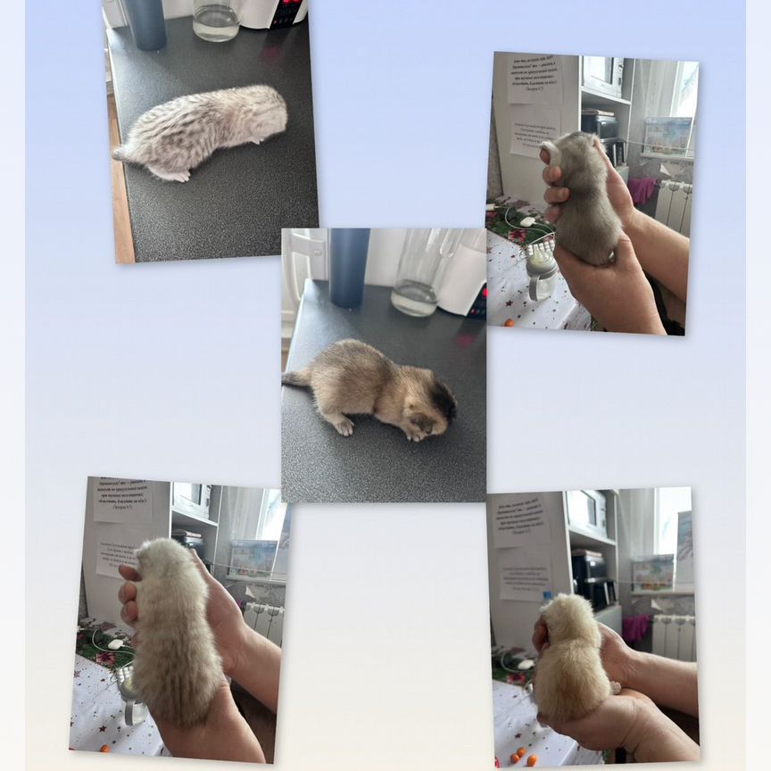 Шотландский прямоухий короткошёрстный котёнок