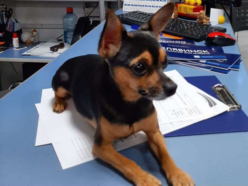 Мини той-терьер вязка