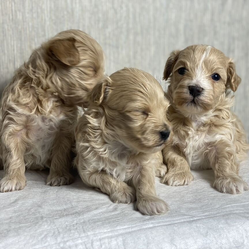 Мальтипу f1 mini