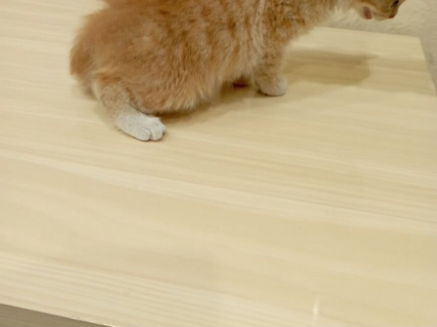 Отдам котёнка Мандаринку