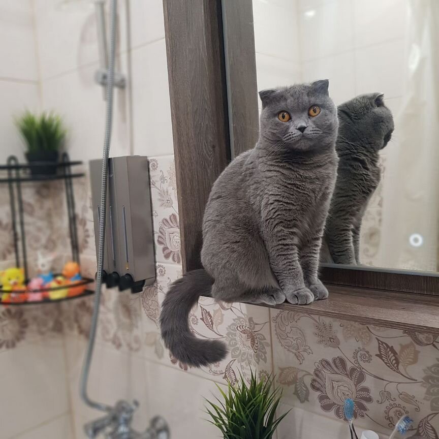 Отдам в хорошие руки шотландскую вислоухую