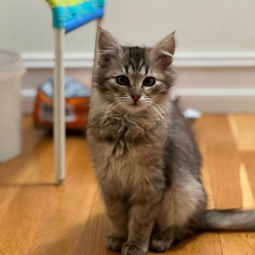 Котята