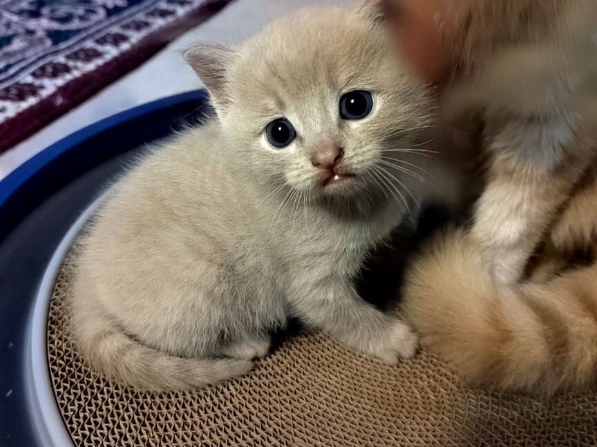 Котенок 2 месяца
