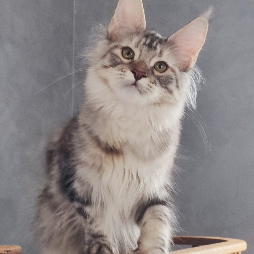 Серебряная королева