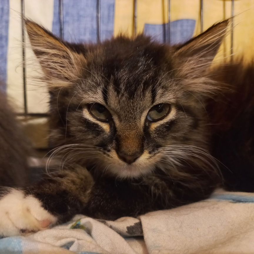 Котёнок 2,5 мес