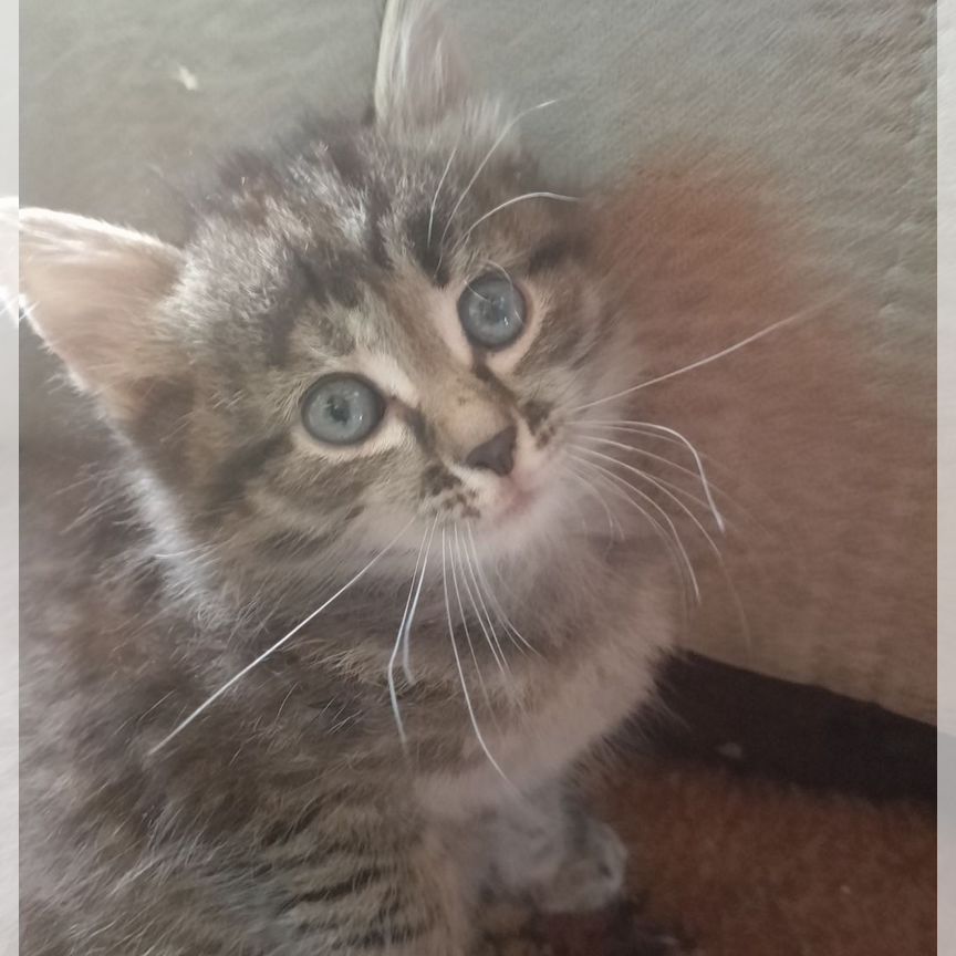 Котята в добрые руки бесплатно