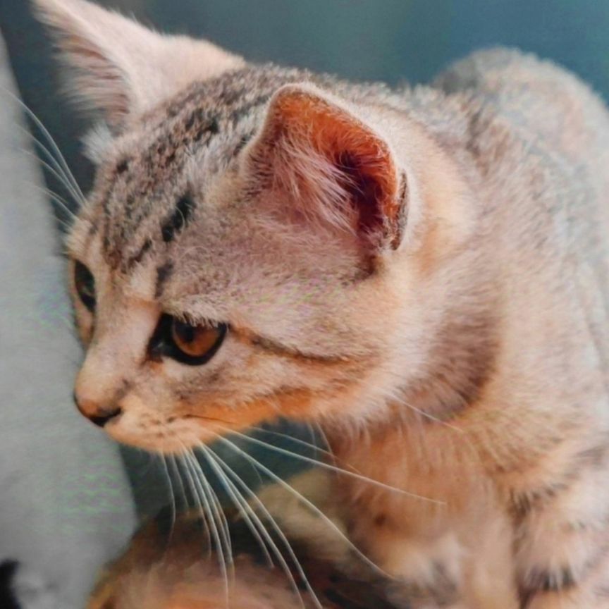 Котенок котейка котёнок