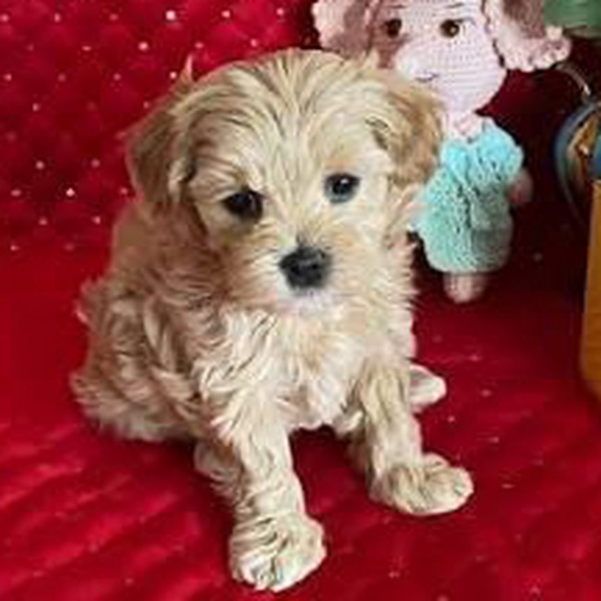 Мальтипу, щенок