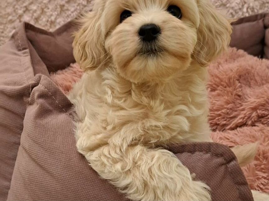 Мальтипу ф 1 мини