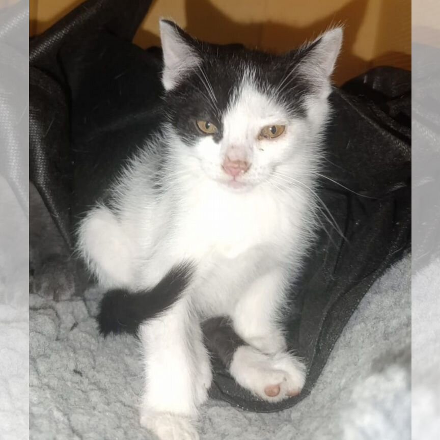 Котёнок в добрые руки