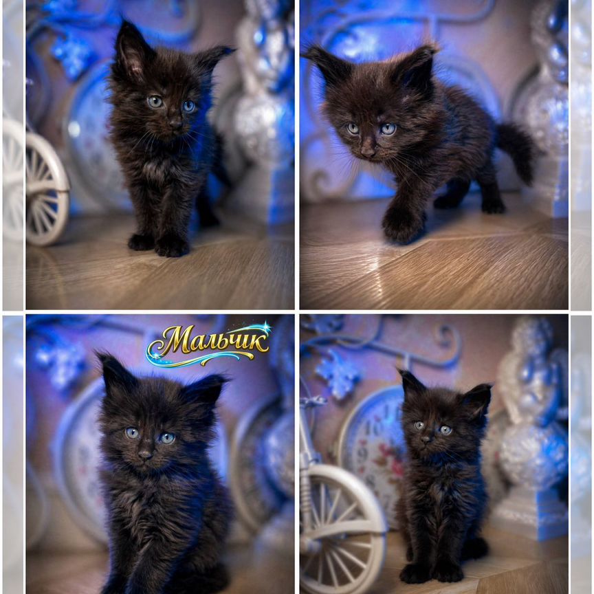 Мейн-кун котёнок