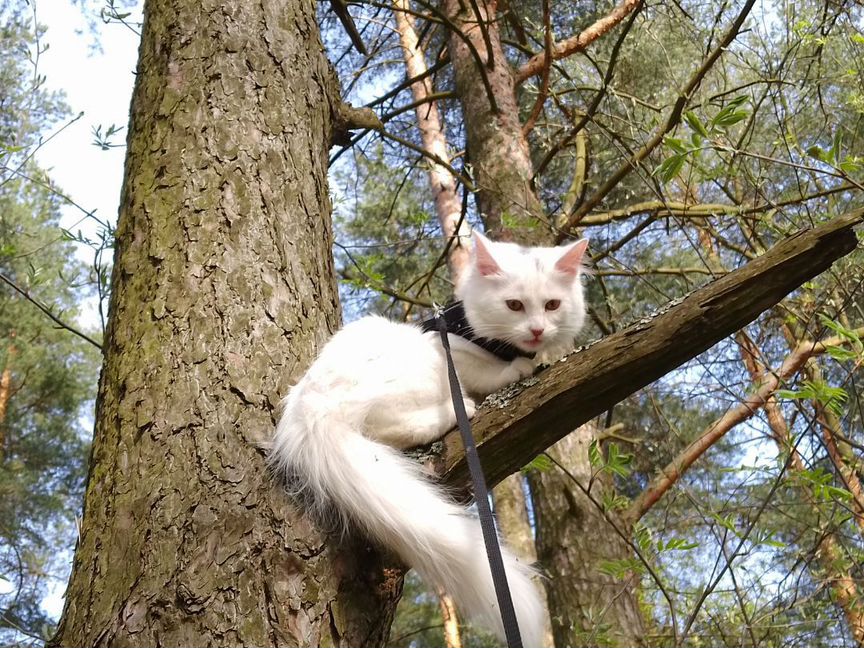 Случка кошки