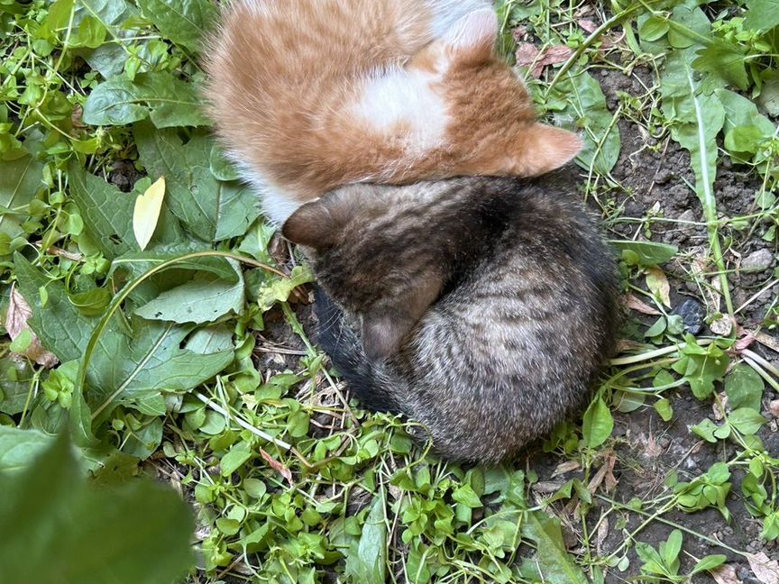 Котята в добрые руки