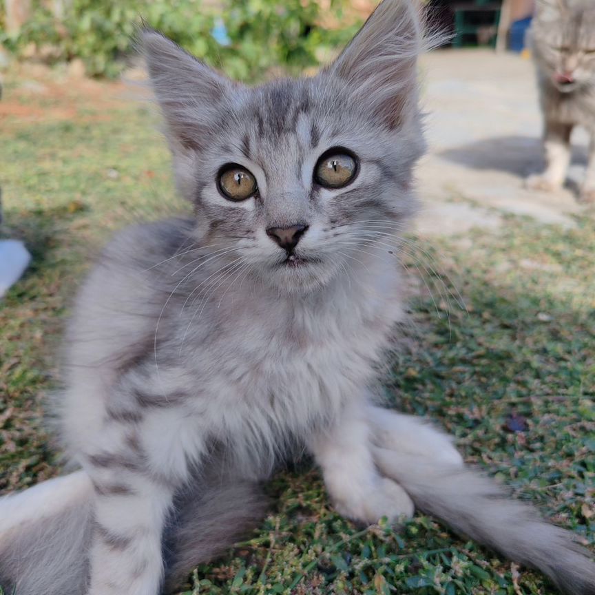 Котята в добрые руки бесплатно