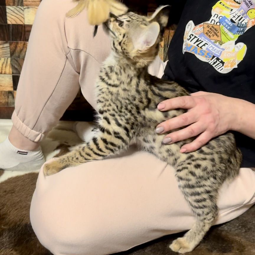 Саванна ф1мальчик