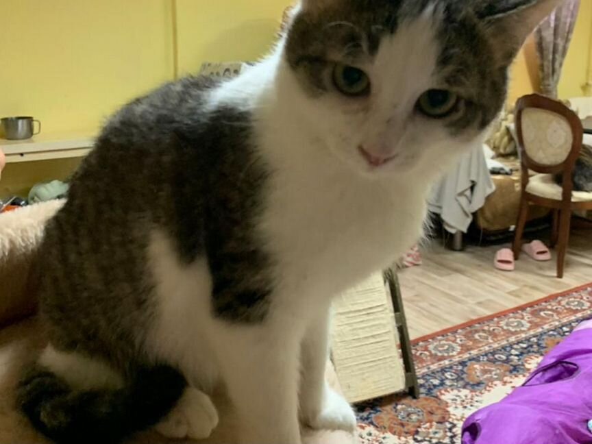 Лура ищет дом