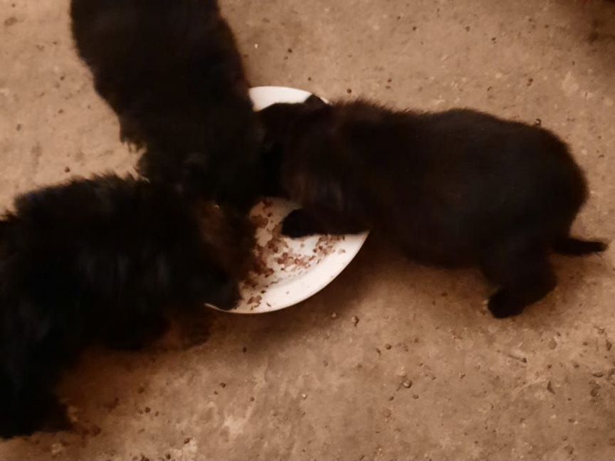 Щенки подкидыши