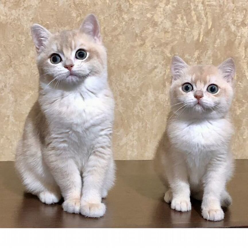 Шикарные котята золотая шиншилла голубое золото