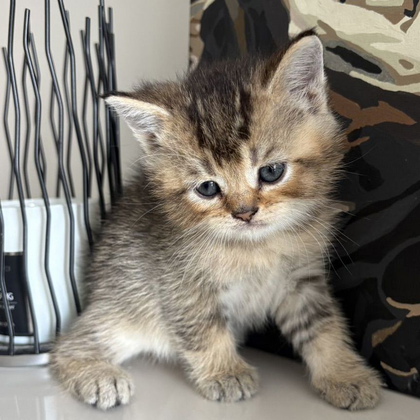 Британский короткошёрстный котёнок