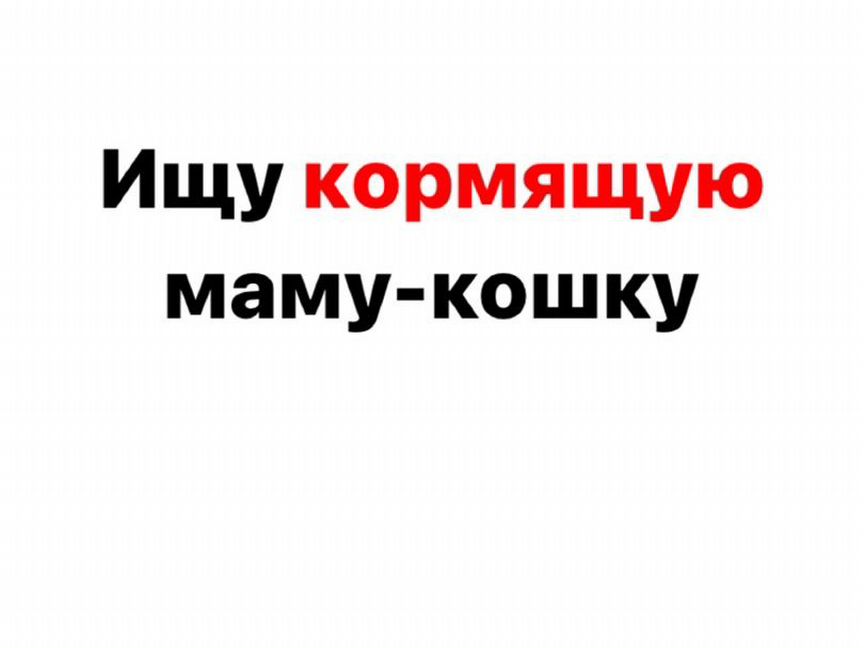 Ищу Кормящую кошку для 2-х котят